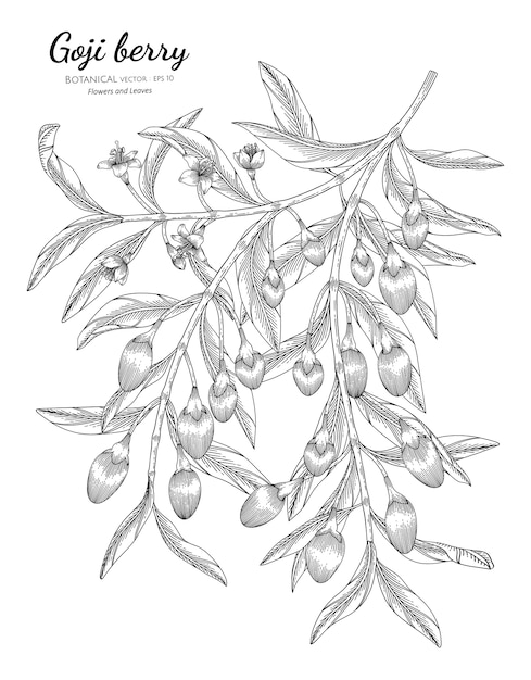 Detailed Pencil Drawing of Goji Berry Plant Branch | Jiffy Designs