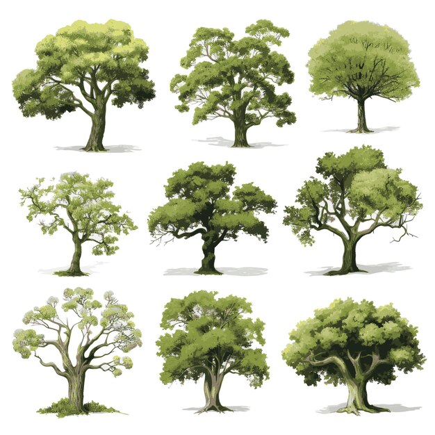Vibrant Tree Illustrations Collection with Diverse Foliage and ...