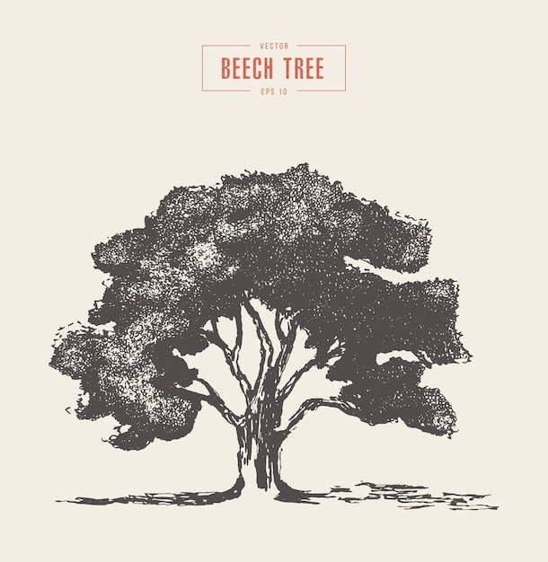 Majestic Beech Tree in Vintage Botanical Illustration | Jiffy Designs