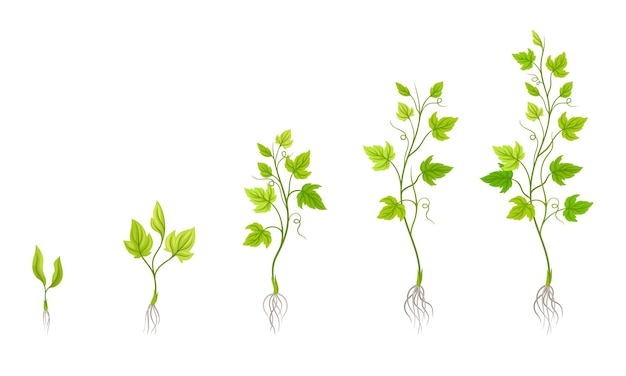 Captivating Growth Stages of Lush Green Leaves | Jiffy Designs