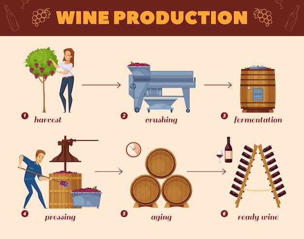 Detailed Infographic Showcasing the Wine Production Process | Jiffy Designs
