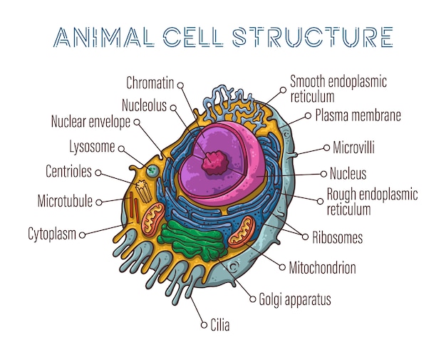 Vibrant Illustration of an Animal Cell's Intricate Structure | Jiffy ...