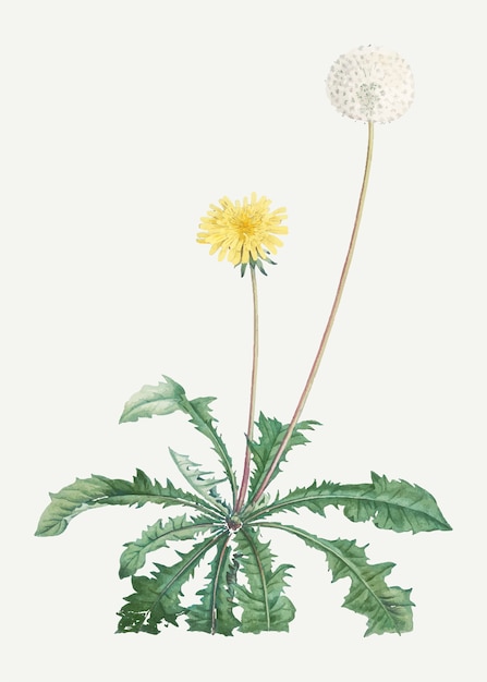 Delicate Dandelion Duo - Yellow and White Floral Illustration | Jiffy ...