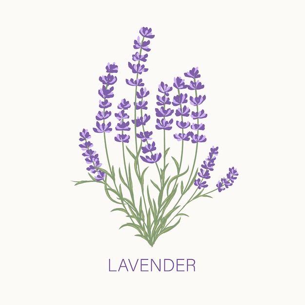 Lavender Flowers Botanical Illustration with Labeled Typography | Jiffy ...
