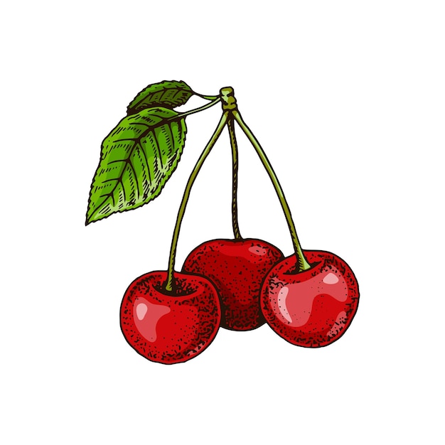 Vibrant Cherries with Lush Green Leaves | Jiffy Designs