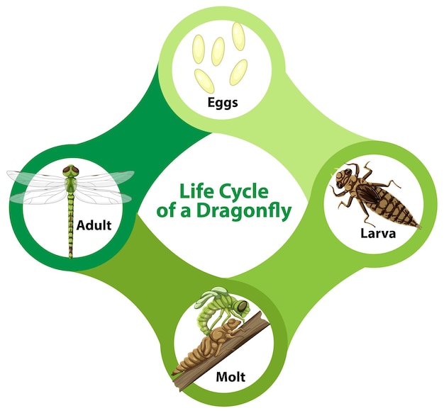 Captivating Life Cycle of a Dragonfly: Eggs, Larvae, and Molting Stages ...