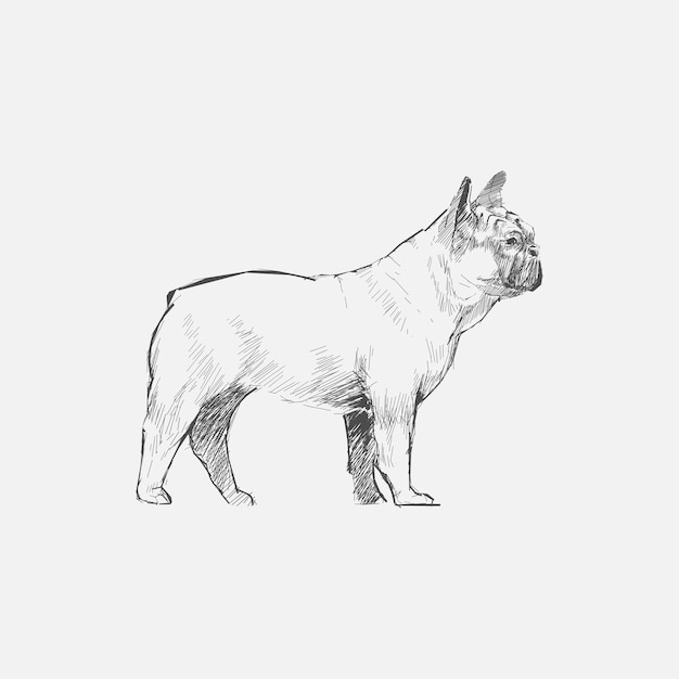 Detailed Pencil Drawing of a Standing Lynx Cat | Jiffy Designs