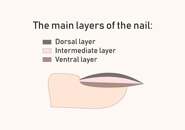 Detailed Diagram of the Nail's Intricate Anatomical Layers | Jiffy Designs