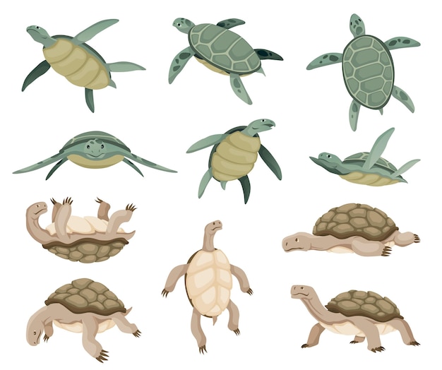 Vibrant Collection of Diverse Sea Turtle Illustrations | Jiffy Designs