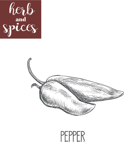 Pepper Sketch Hand Drawing. Pepper Illustrations Vector | Jiffy Designs