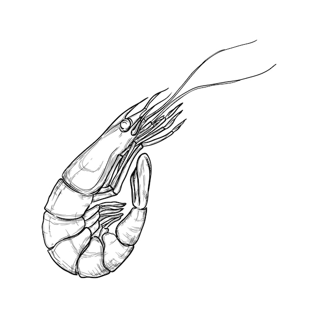 Detailed Sketch of a Vibrant Shrimp with Intricate Patterns | Jiffy Designs