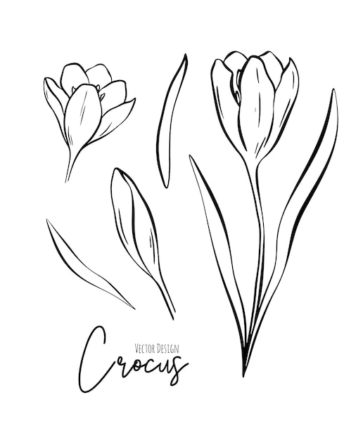 Elegant Crocus Blooms Captured in Minimalist Sketch | Jiffy Designs