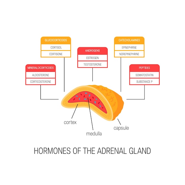 Vibrant Diagram of Adrenal Gland Hormones and Functions | Jiffy Designs