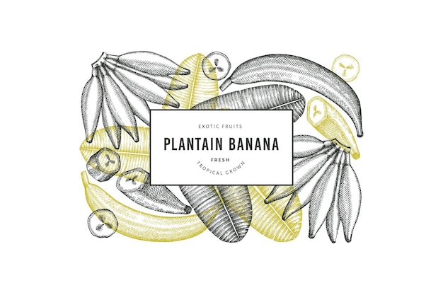Vibrant Plantain Banana Fruit Illustration with Vintage Label | Jiffy ...