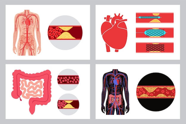 Vibrant Anatomical Illustrations Showcasing the Human Body's Intricate ...