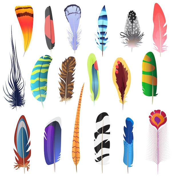 Vibrant Feather Assortment: Diverse Shapes, Patterns, and Colors ...
