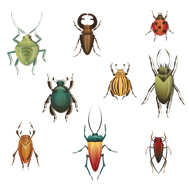 Vibrant Collection of Diverse Insect Illustrations | Jiffy Designs