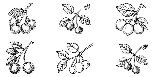Delightful Vintage Cherry Illustrations with Intricate Leaf Details ...