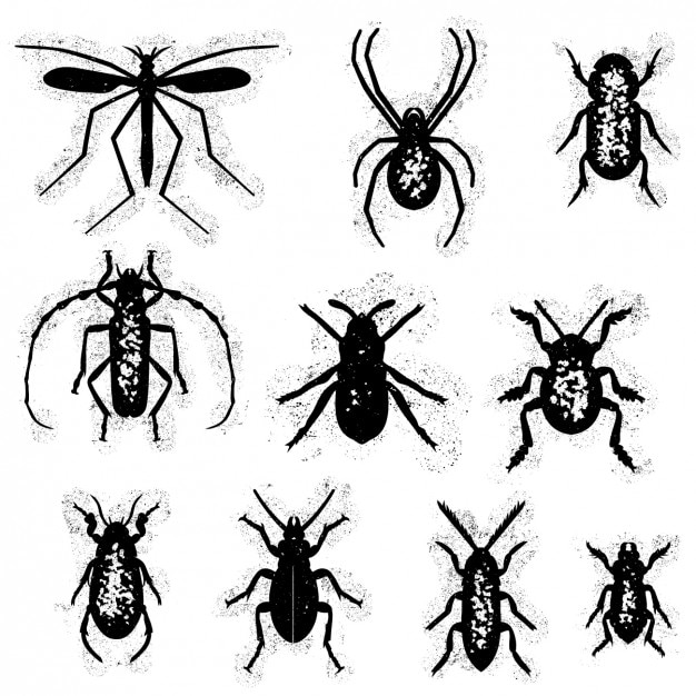 Intricate Insect Illustrations: A Diverse Monochrome Collection | Jiffy ...