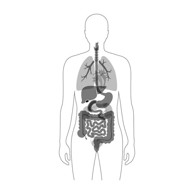 Detailed Anatomical Illustration of the Human Body | Jiffy Designs