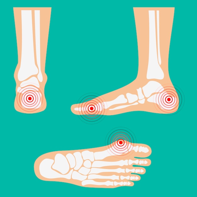Detailed Anatomical Illustration of Human Feet and Hands | Jiffy Designs