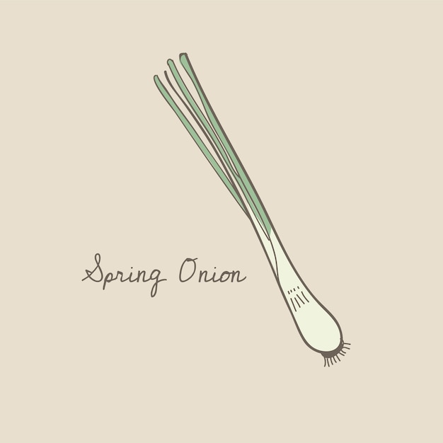Delicate Illustration of Fresh Spring Onions | Jiffy Designs