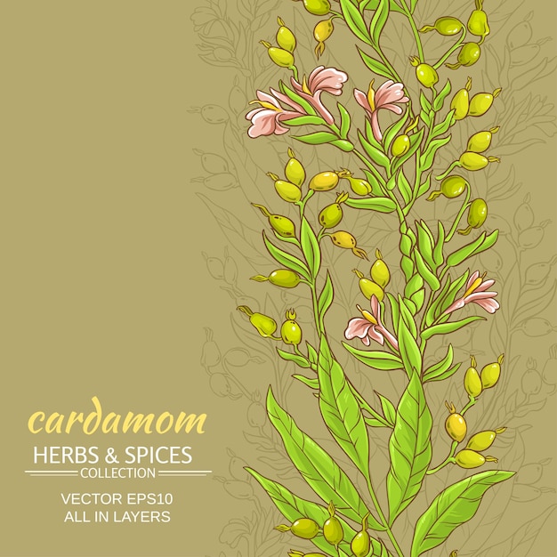 Vibrant Cardamom Herb Illustration with Lush Foliage | Jiffy Designs