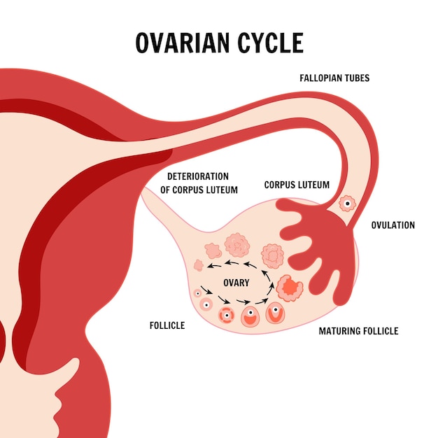 Detailed Illustration of the Intricate Ovarian Cycle Process | Jiffy ...