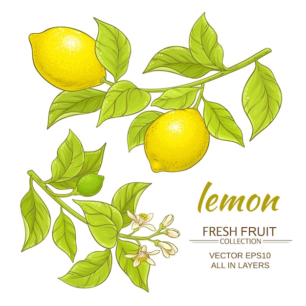 Vibrant Lemon Cluster with Fresh Green Leaves | Jiffy Designs