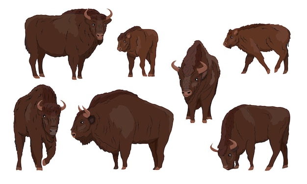 Majestic Bison Herd: Powerful Symbols of the American West | Jiffy Designs