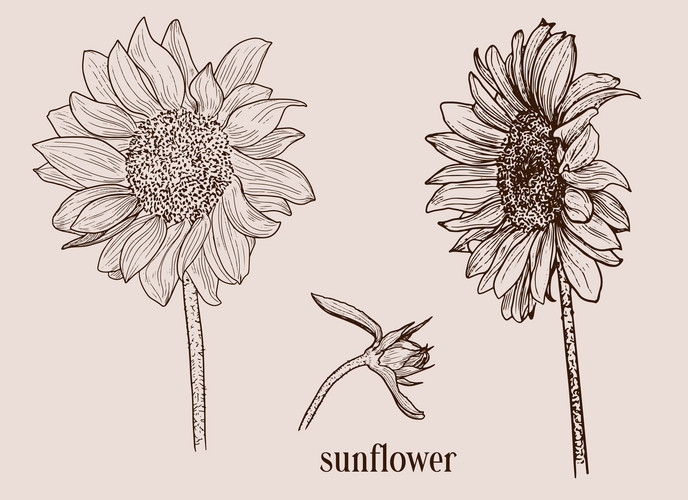 Sunflower Engraving, Summer Blooming, Ink. | Jiffy Designs