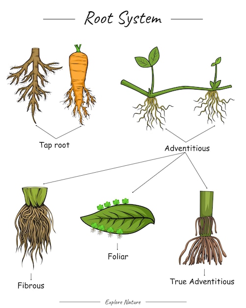 Exploring the Diverse Root Systems of Plants: A Visual Guide | Jiffy ...