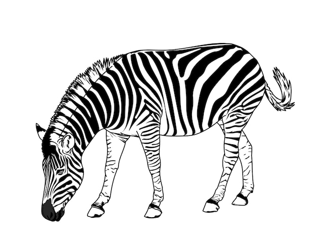 Striking Zebra in Bold Black and White Stripes | Jiffy Designs