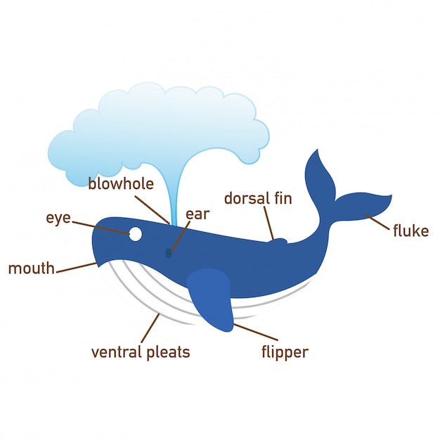 Illustrated Blue Whale with Anatomical Labels for Educational Purposes ...