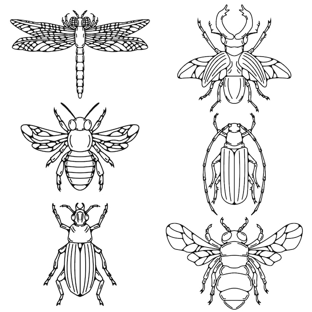 Vintage Insect Illustrations: Ornate Beetles and Dragonfly Etchings ...
