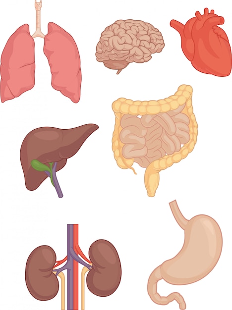 Vibrant Anatomy: Organs, Tissues, and Systems Illustrated | Jiffy Designs
