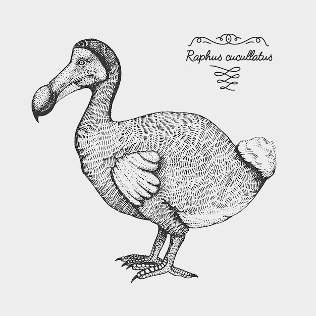 Intricate Illustration of a Whimsical Dodo Bird | Jiffy Designs