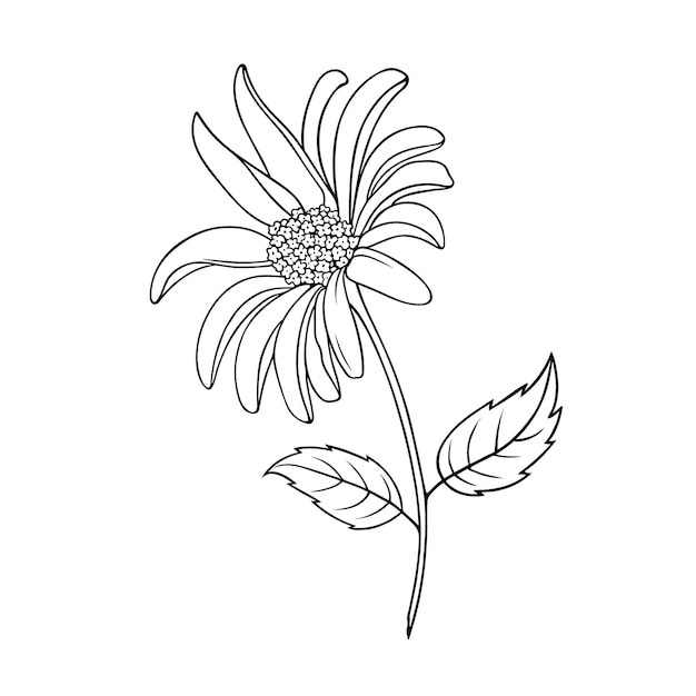 Delicate Floral Outline Drawing of Daisy Flower and Leaves | Jiffy Designs