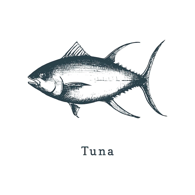 Detailed Illustration of a Majestic Tuna Fish | Jiffy Designs