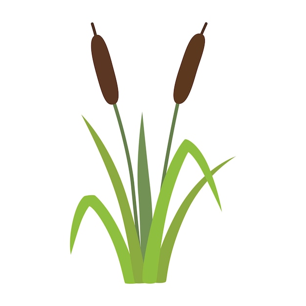 Vibrant Cattails Flourishing in the Wild | Jiffy Designs