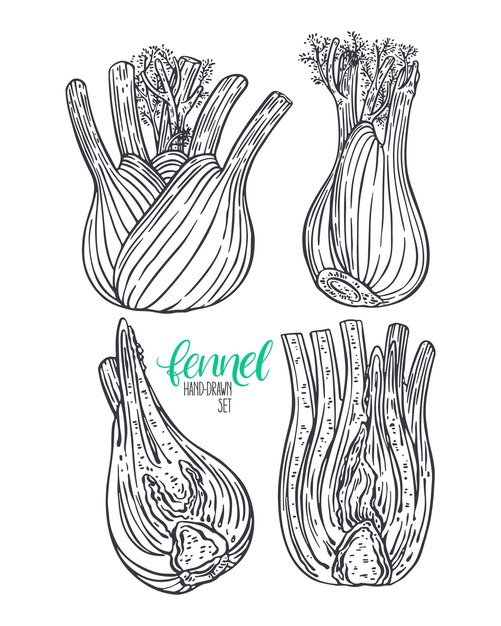 Intricate Hand-Drawn Fennel Illustrations with Botanical Details ...