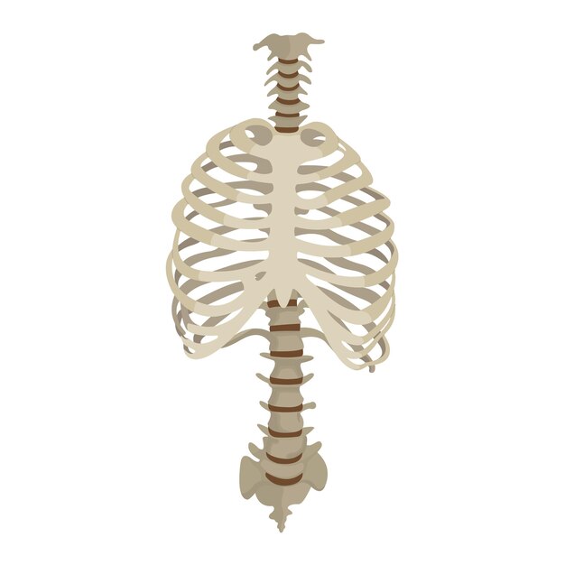 Detailed Anatomical Illustration of the Human Ribcage | Jiffy Designs