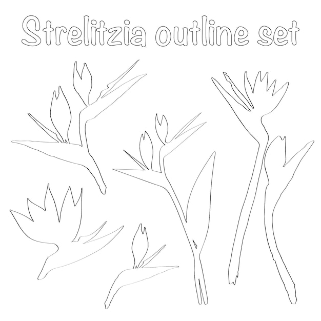 Elegant Strelitzia Outline Collection for Versatile Design Needs ...