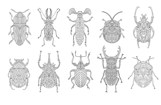 Intricate Insect Illustrations: Ornate Beetle Etchings Collection ...