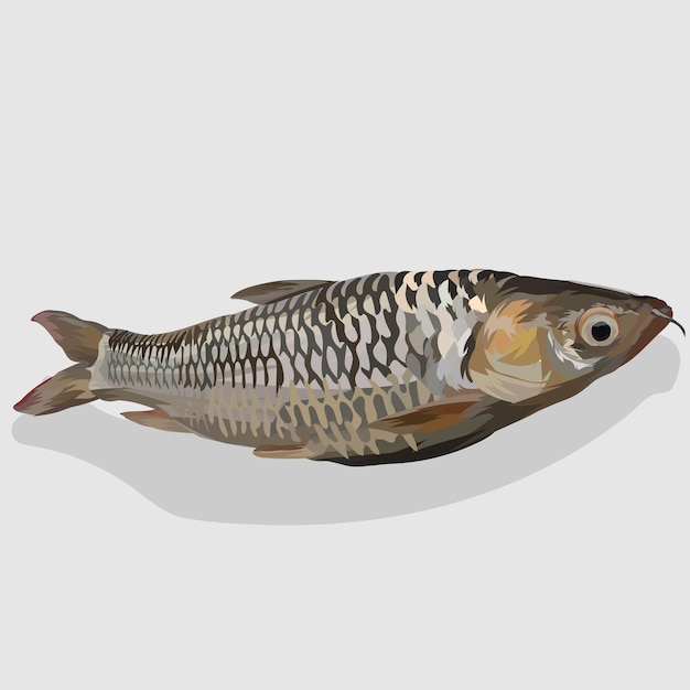 Vibrant Koi Fish with Intricate Scale Patterns | Jiffy Designs