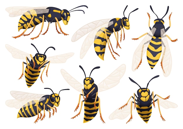Vivid Wasp Illustrations Showcasing Their Striking Patterns | Jiffy Designs