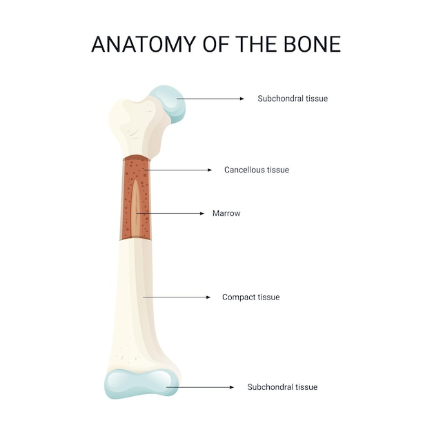 Detailed Anatomical Illustration of a Human Bone Structure | Jiffy Designs