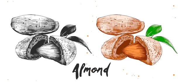 Detailed Almond Illustration with Realistic Textures and Colors | Jiffy ...
