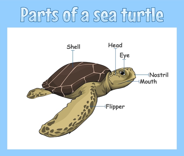 Detailed Anatomy of a Majestic Sea Turtle in Vibrant Illustration ...