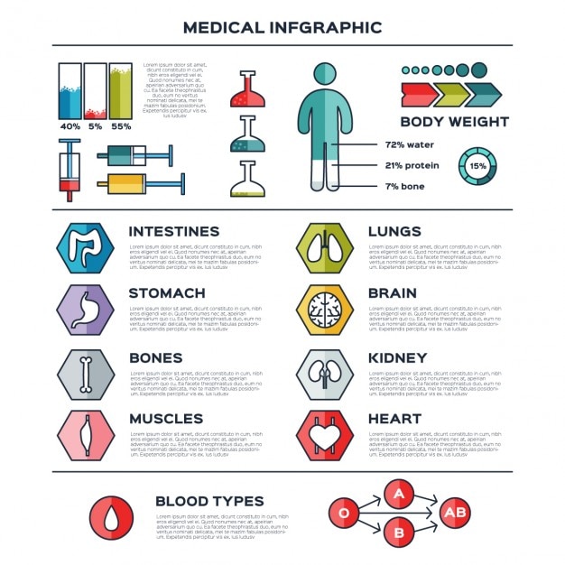 Human Body Systems and Functions Infographic Illustration | Jiffy Designs